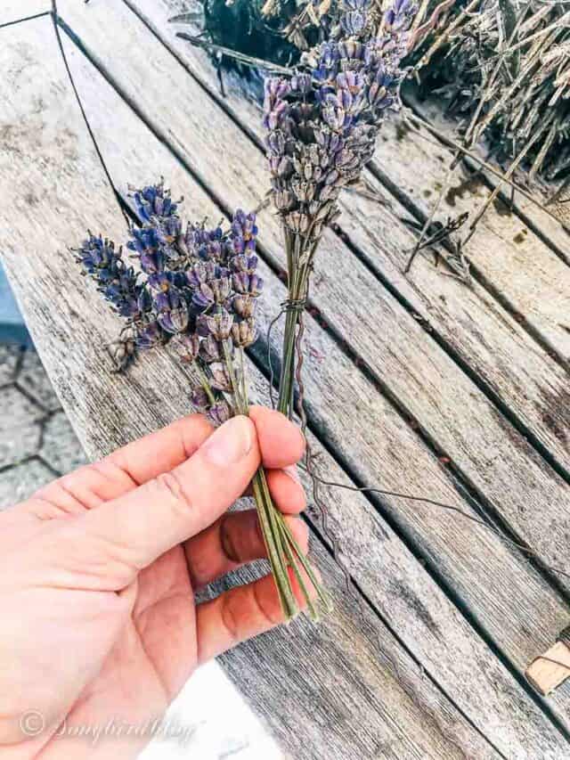 How to Make a Lavender Wreath in a Few Easy Steps - Songbird